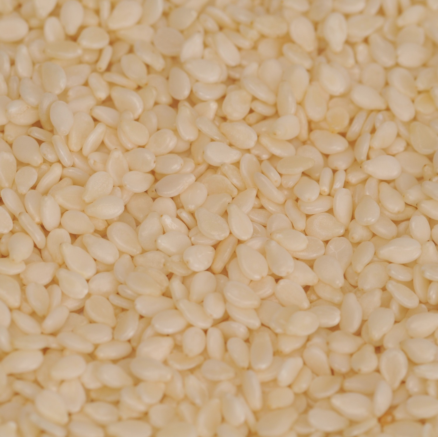 Sesam geschält | Natürlicher Aromagarten